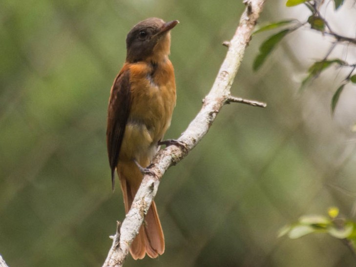 Rufous-tailed Attila - Attila phoenicurus - Birds of the World