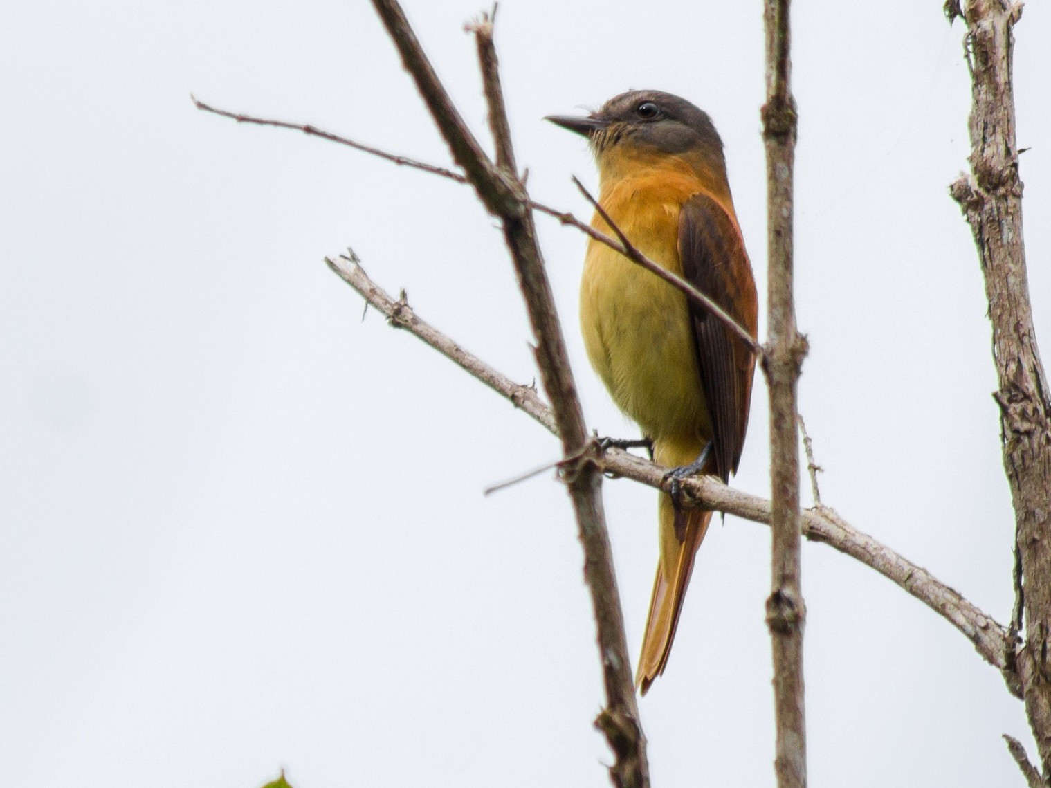 Rufous-tailed Attila - eBird