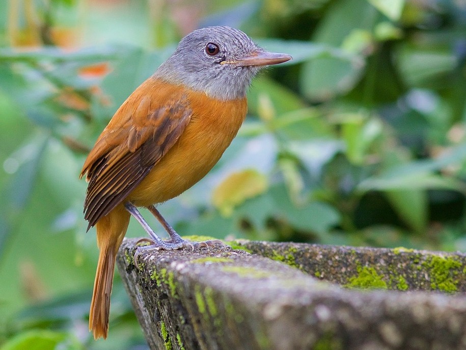 Grey-hooded Attila - eBird