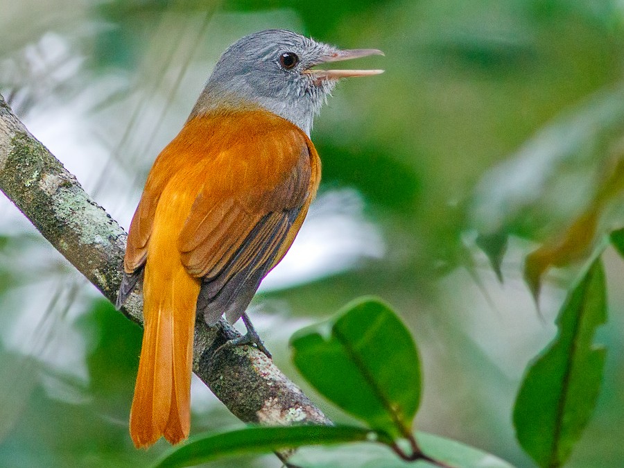 Grey-hooded Attila - eBird