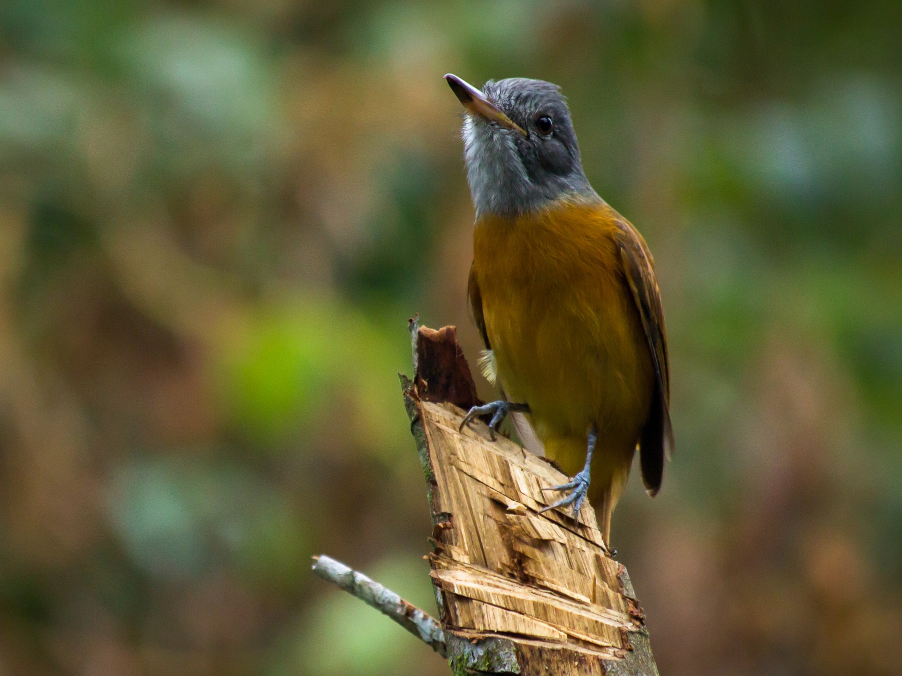 Grey-hooded Attila - eBird