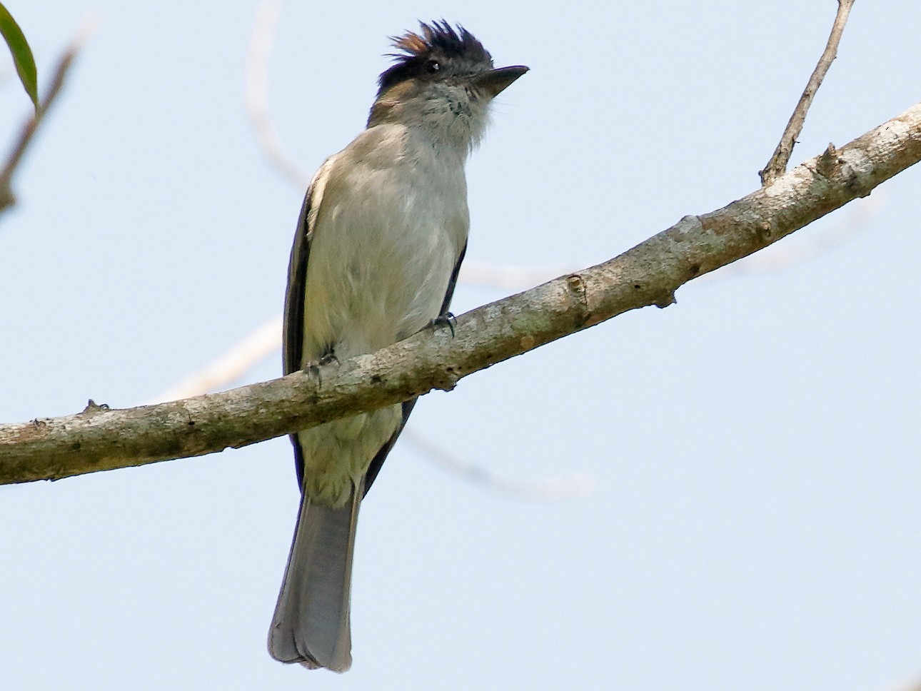 Sibilant Sirystes - eBird