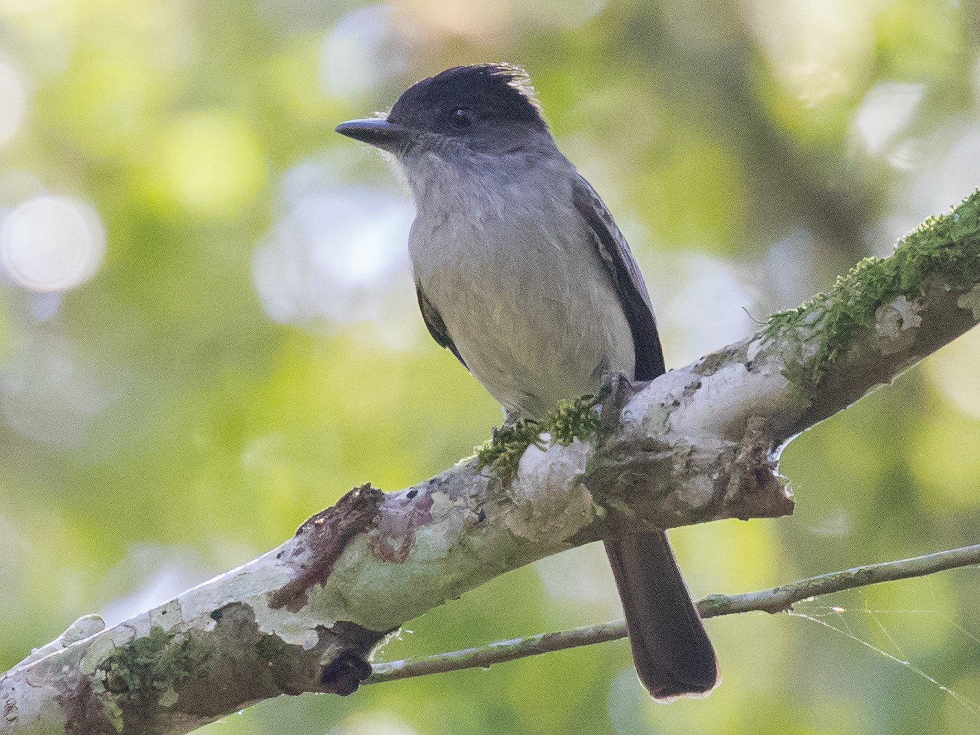 Sibilant Sirystes - eBird