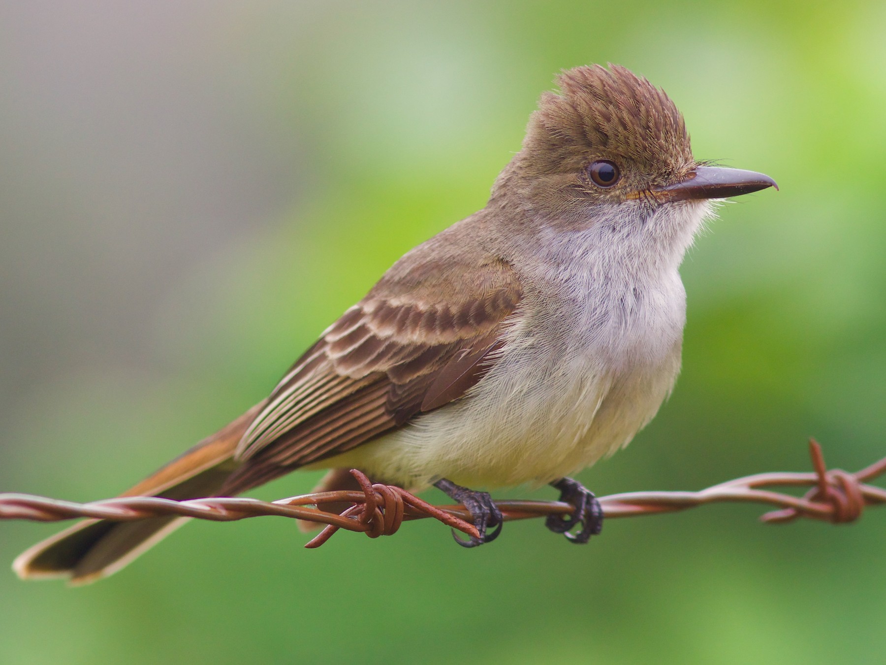 Copetón de Swainson - eBird