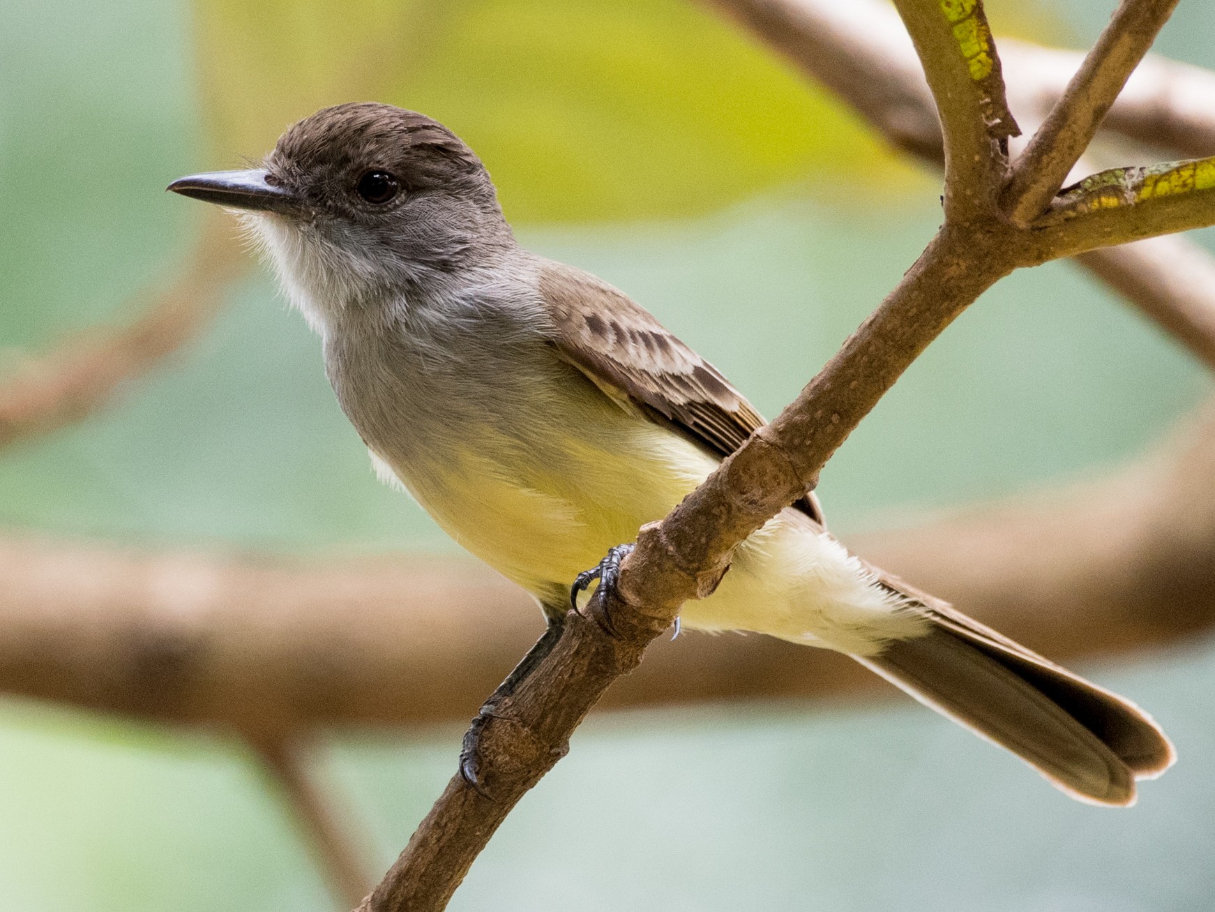 Short-crested Flycatcher - eBird