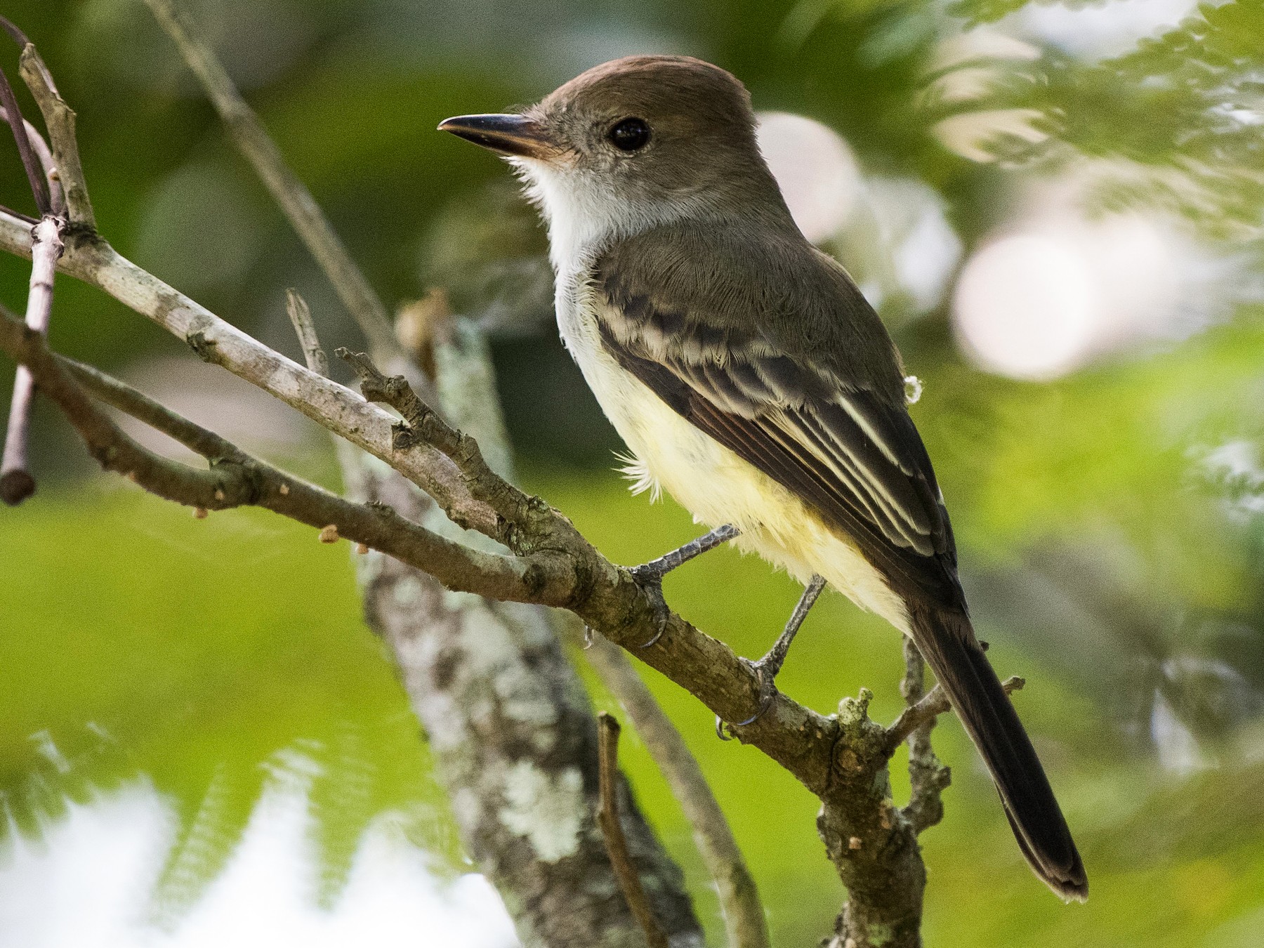 Short-crested Flycatcher - eBird
