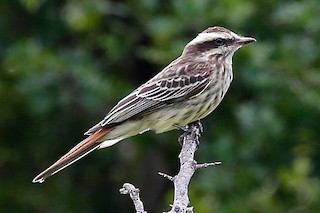 Variegated Flycatcher - Empidonomus varius - Birds of the World