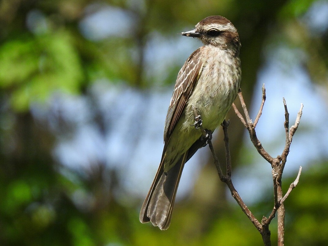 Variegated Flycatcher - eBird