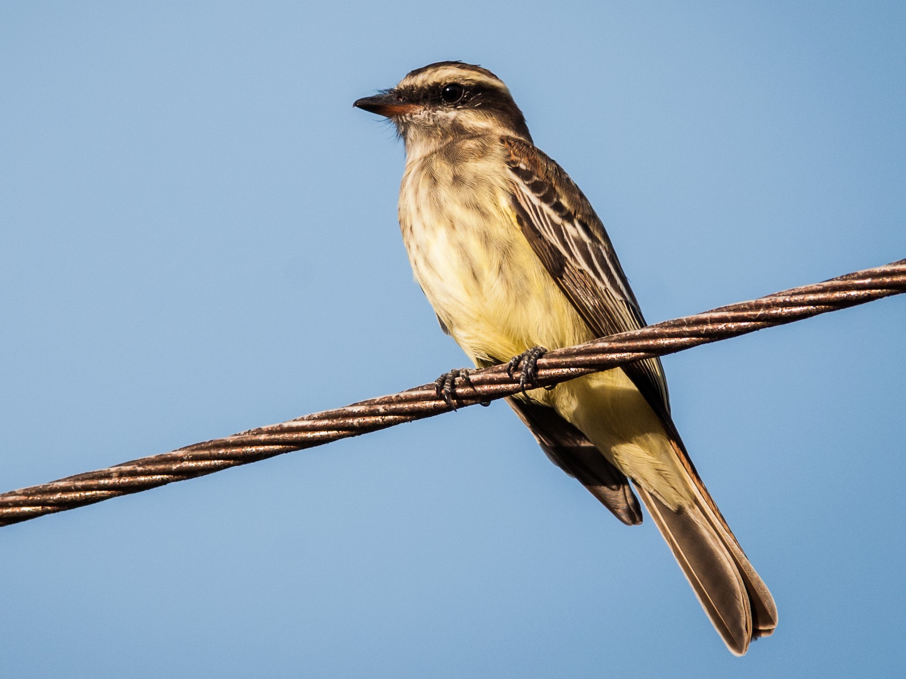 Variegated Flycatcher - eBird