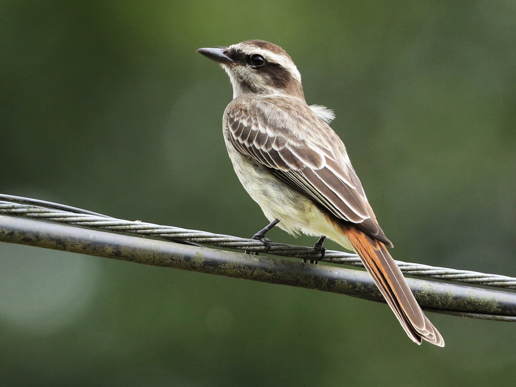 Variegated Flycatcher - eBird