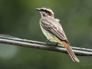 Variegated Flycatcher - eBird