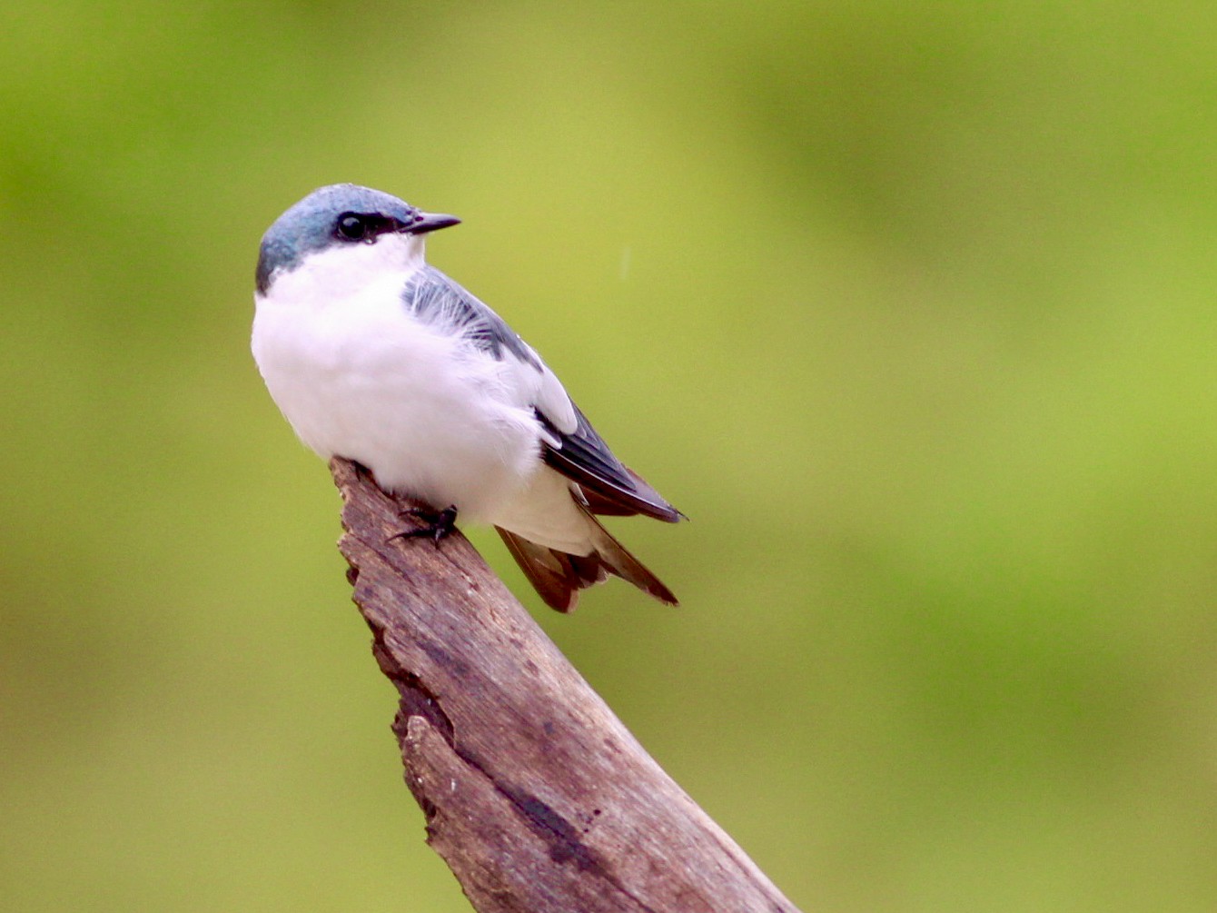 White-winged Swallow - eBird