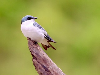 White-winged Swallow - eBird