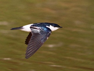 White-winged Swallow - eBird