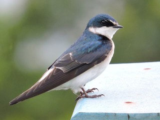 White-rumped Swallow - Tachycineta leucorrhoa - Birds of the World