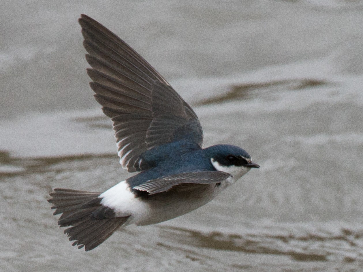 Golondrina Cejiblanca - eBird