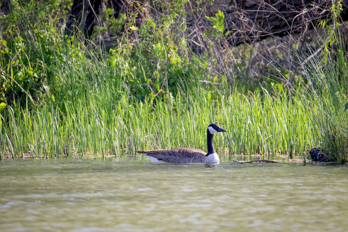 eBird Checklist - 20 Apr 2018 - Lewisville Lake Environmental Learning ...