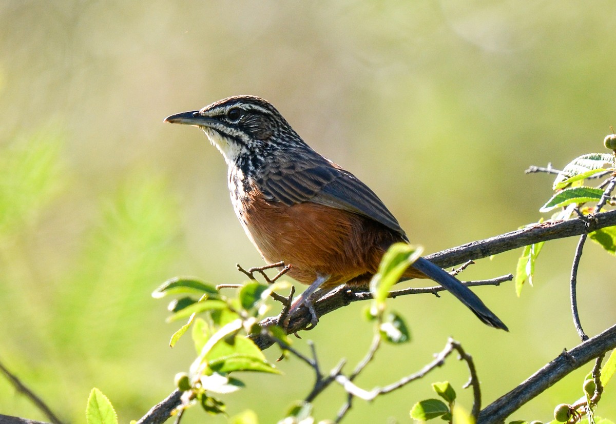 Rockrunner - Achaetops pycnopygius - Birds of the World