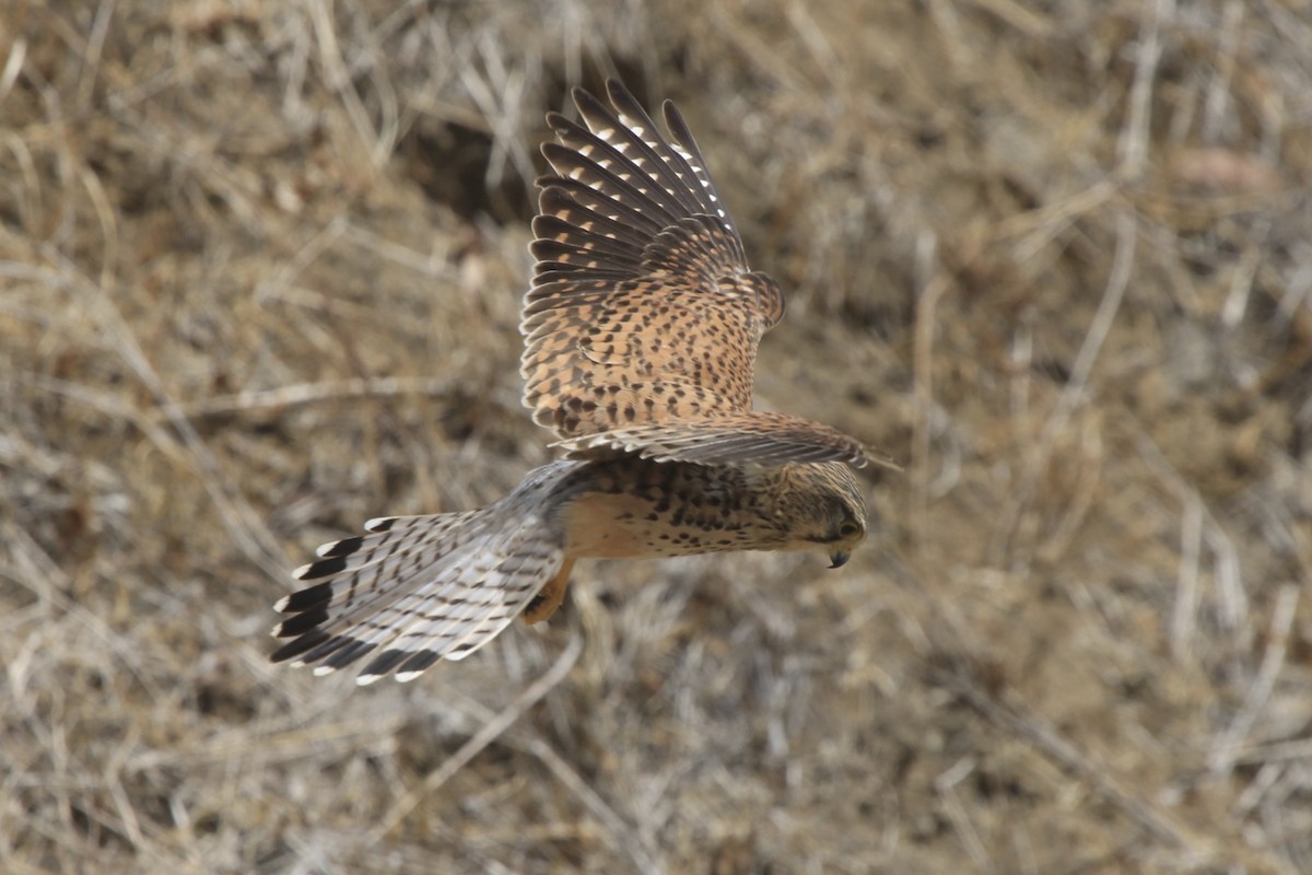 Common Kestrel (Cape Verde) - eBird