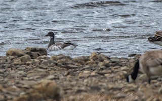 Illustrated Checklist - NL--Harricott (General Location), Avalon ...