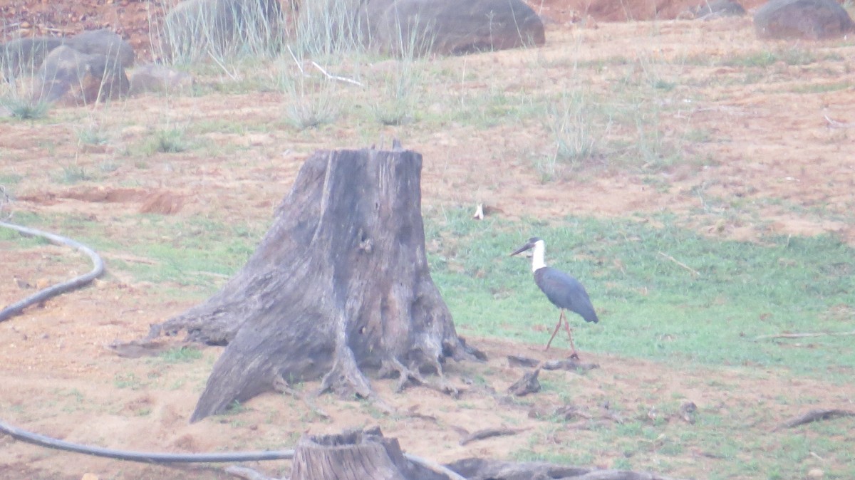 eBird Checklist - 16 Apr 2018 - Gavi, Pattanamthita County, Kerala, IN ...