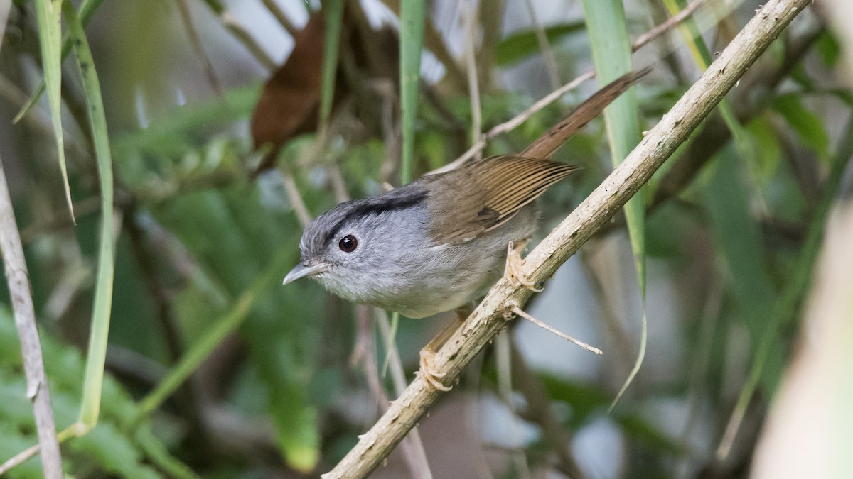 Mountain Fulvetta - Alcippe peracensis - Birds of the World