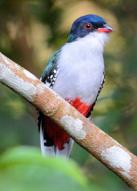 Cuban Trogon Bird