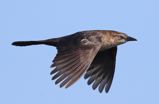 Great Tailed Grackle Flying