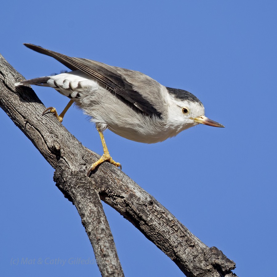 Varied Sittella (White-winged) - eBird