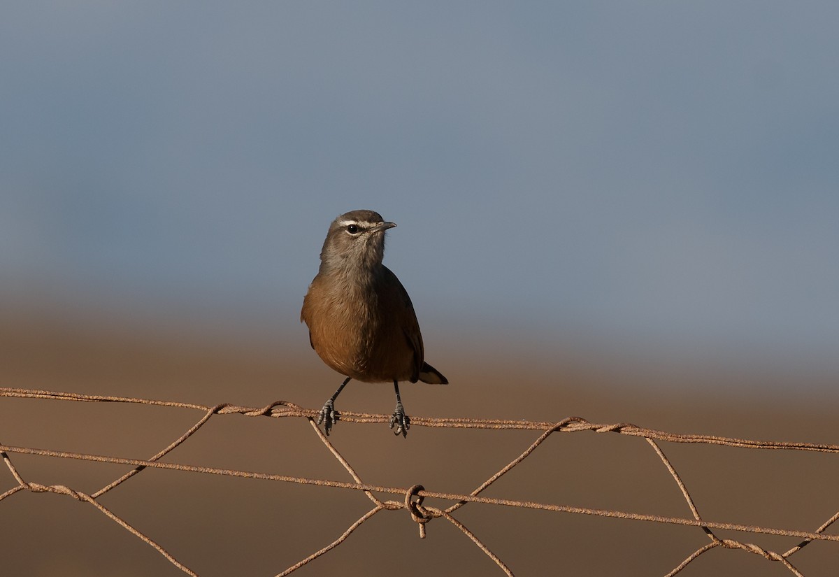 Karoo Scrub-Robin - Cercotrichas coryphoeus - Birds of the World