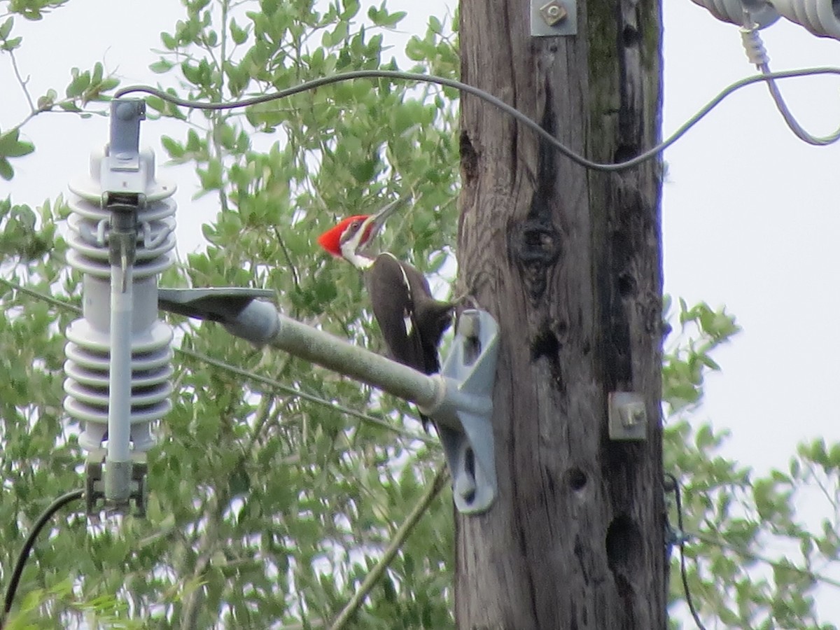 eBird Checklist - 23 Apr 2018 - King Ranch--Norias Division (Kenedy Co ...