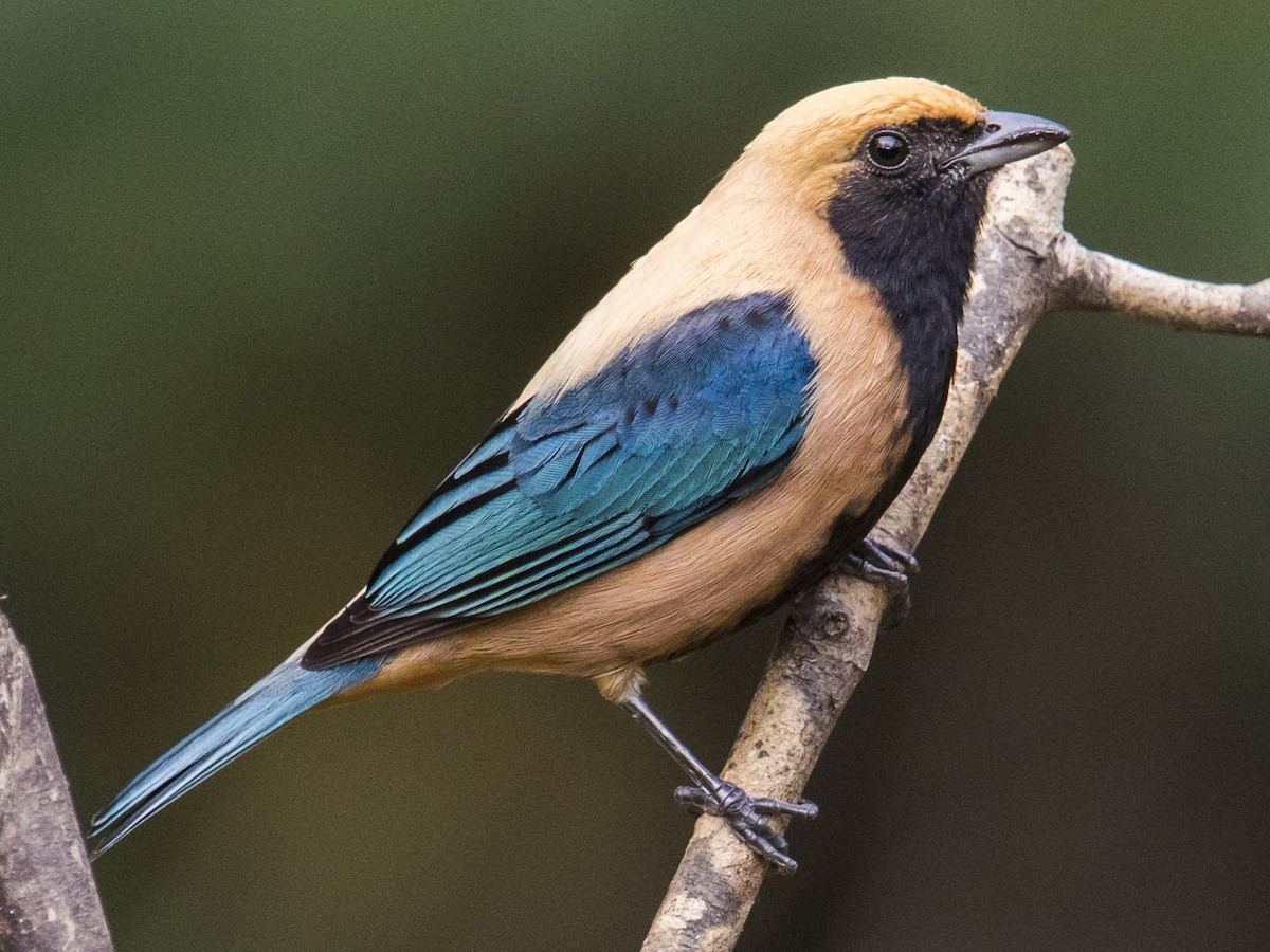 Burnished-buff Tanager - Stilpnia cayana - Birds of the World