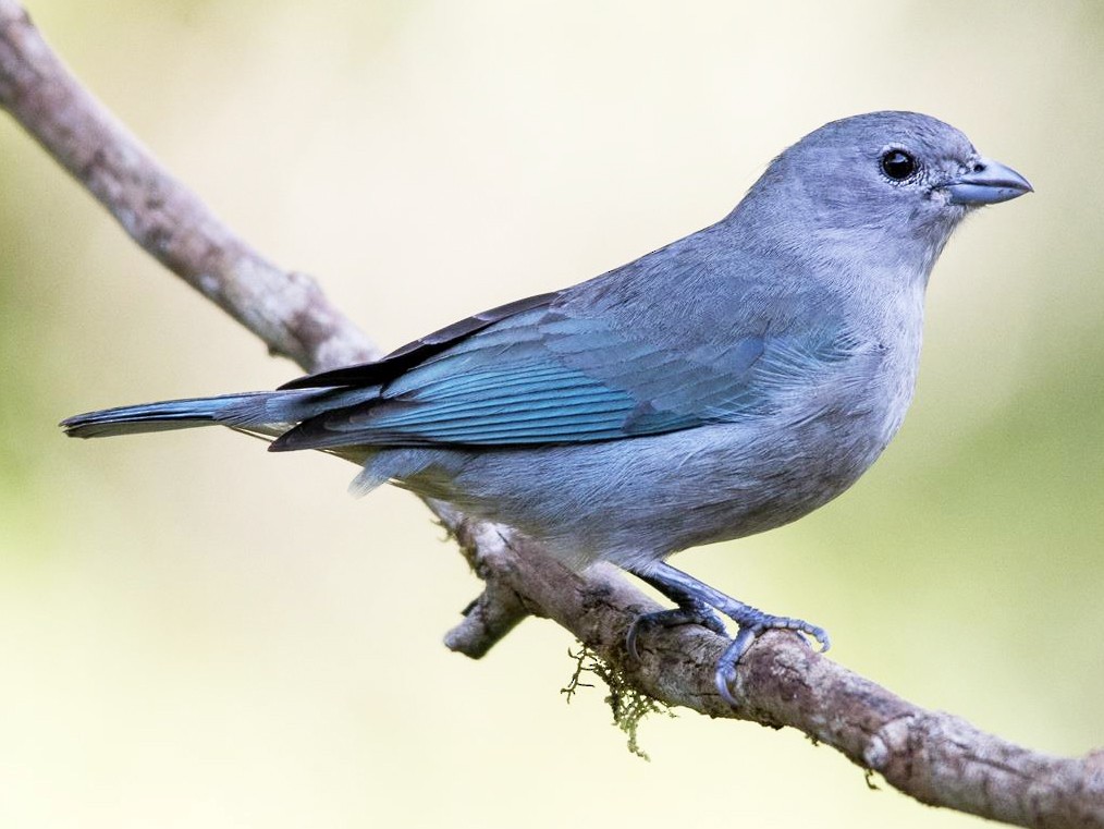 Sayaca Tanager - eBird