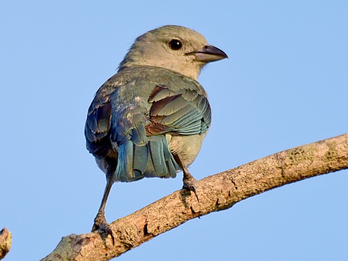 Sayaca Tanager - eBird