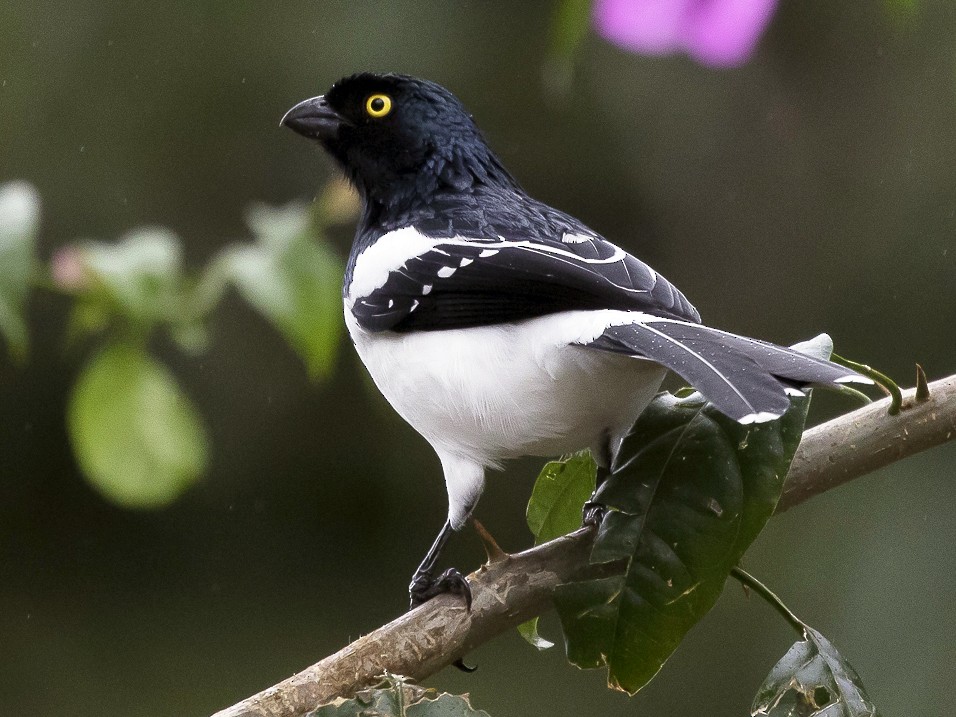 Magpie Tanager - eBird