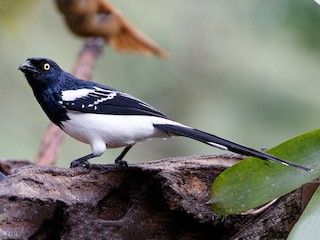 Magpie Tanager - eBird