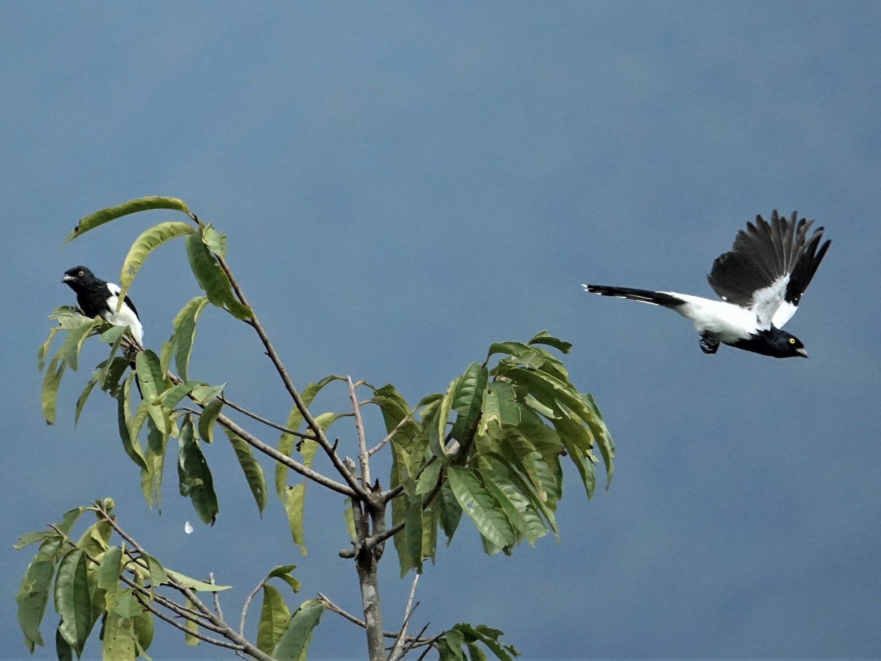 Magpie Tanager - eBird