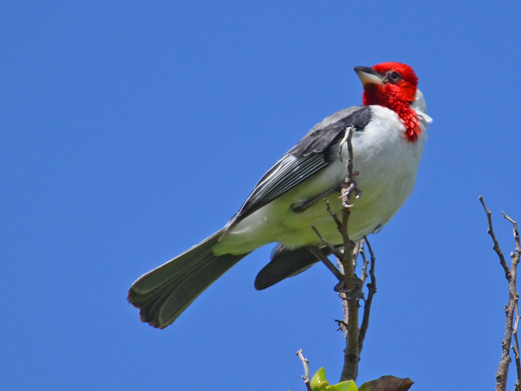 Red-cowled Cardinal - eBird