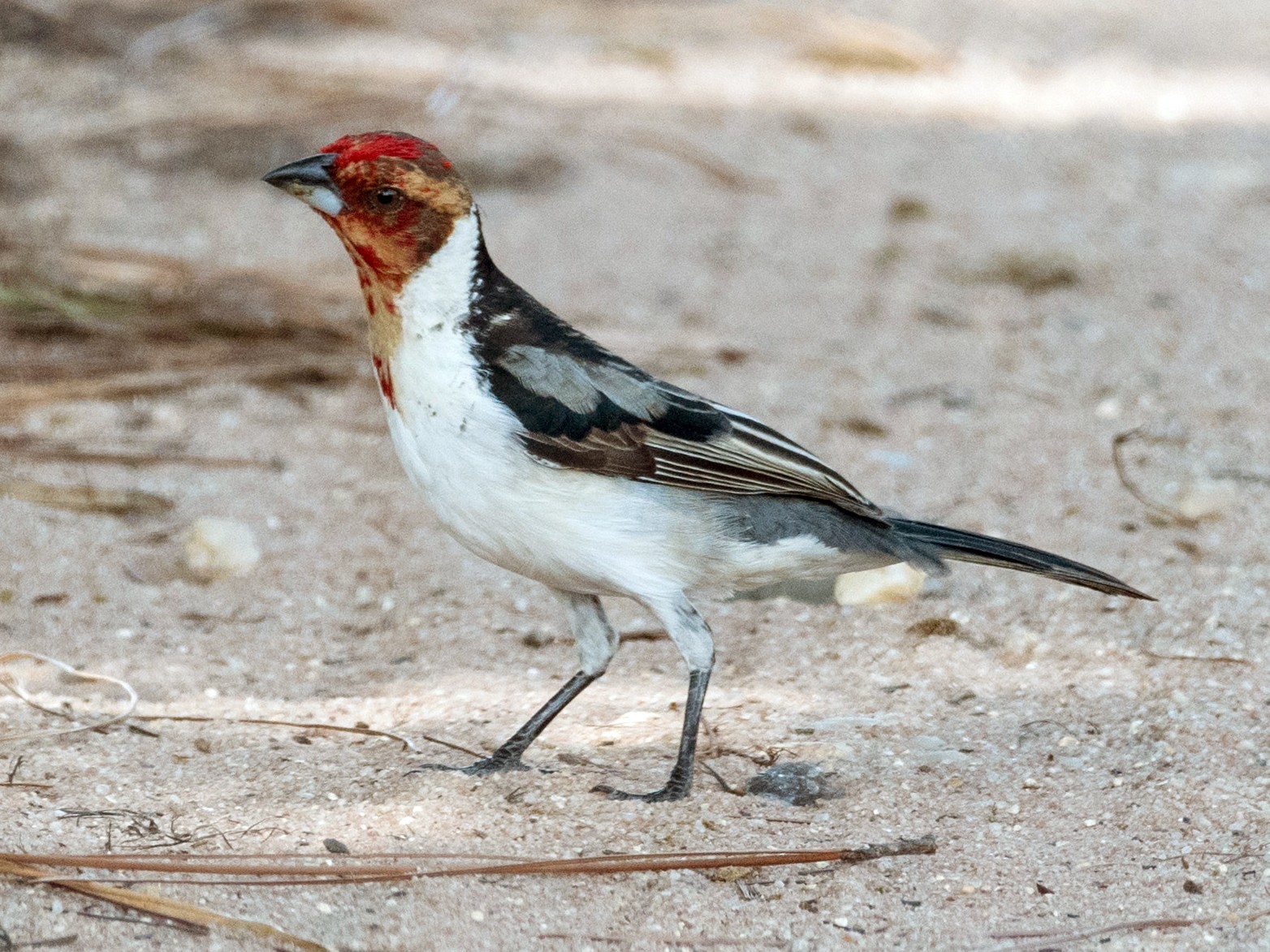 Red-cowled Cardinal - eBird