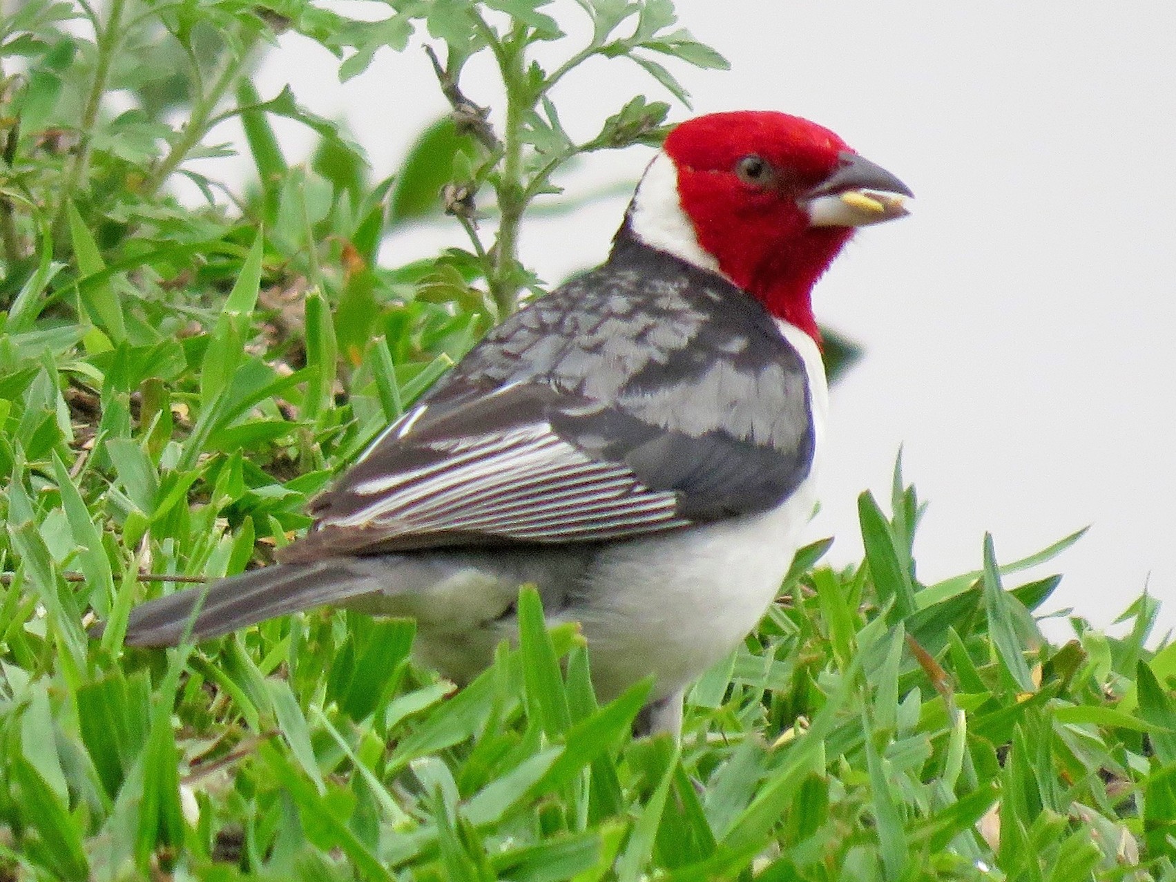 Red-cowled Cardinal - eBird