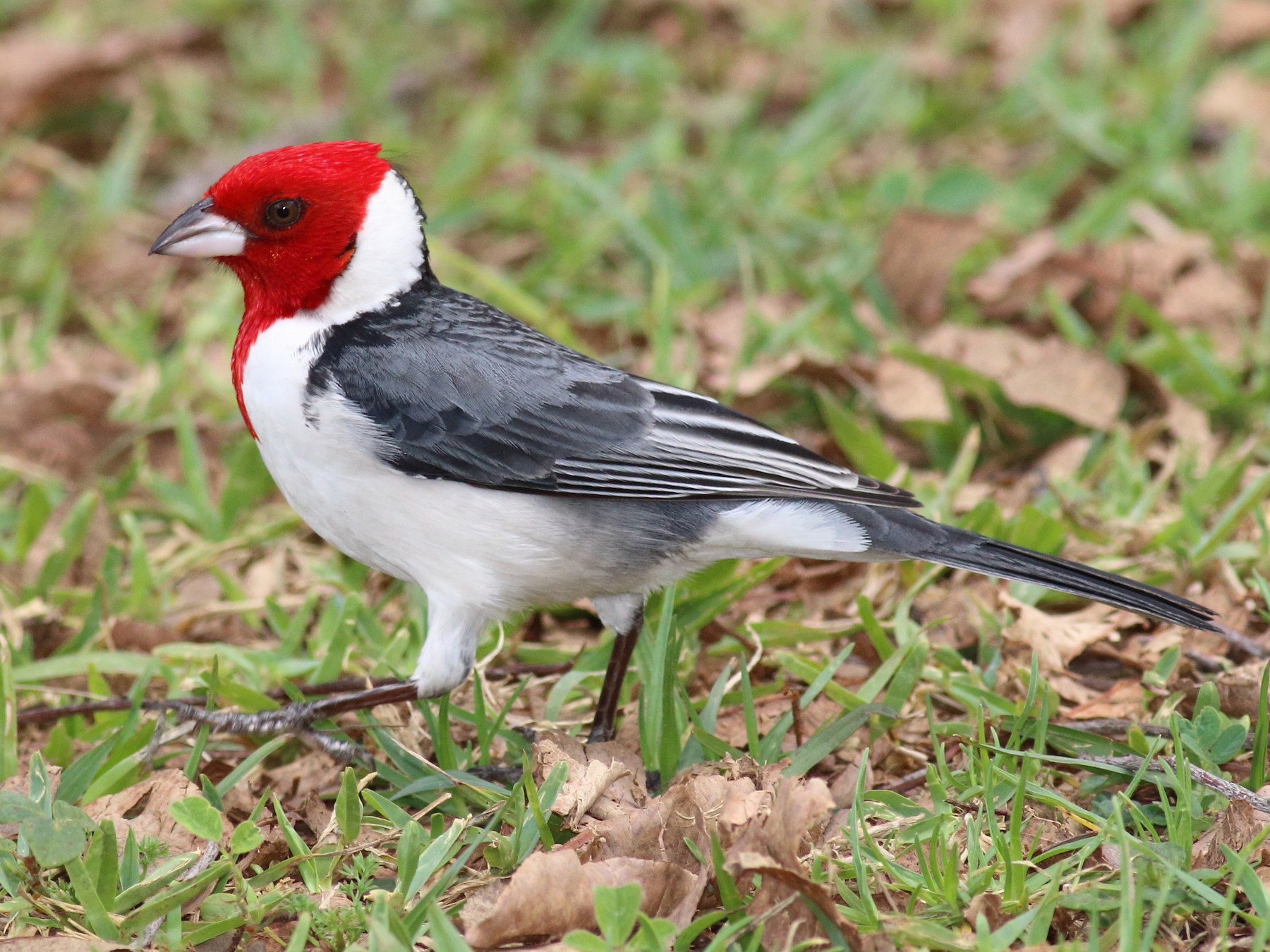 Red-cowled Cardinal - eBird