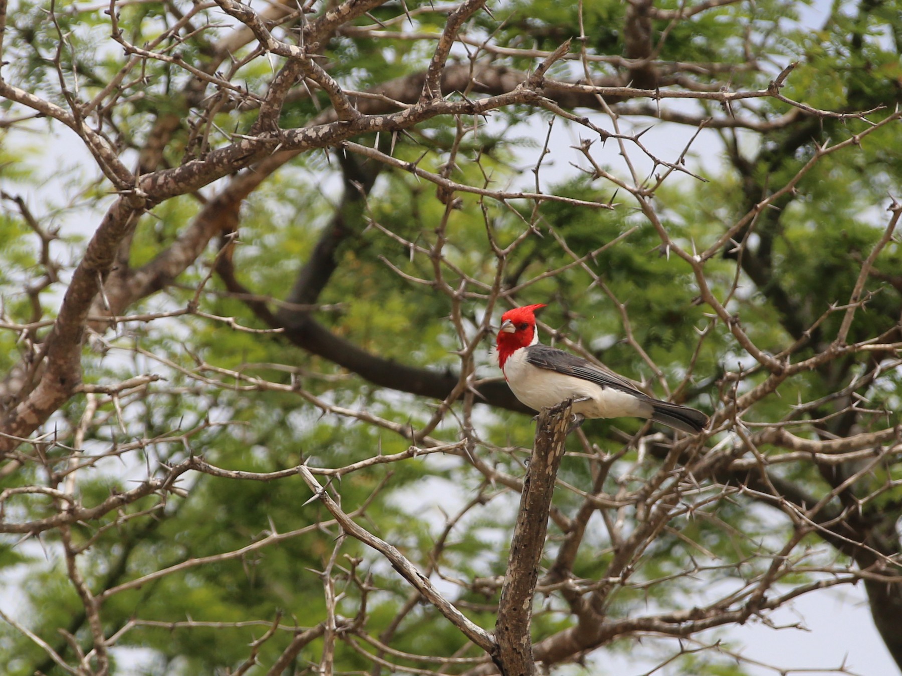 Red-crested Cardinal - eBird
