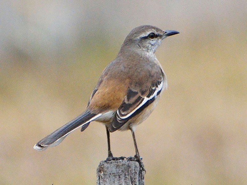 White-banded Mockingbird - eBird