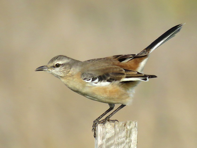 White-banded Mockingbird - eBird