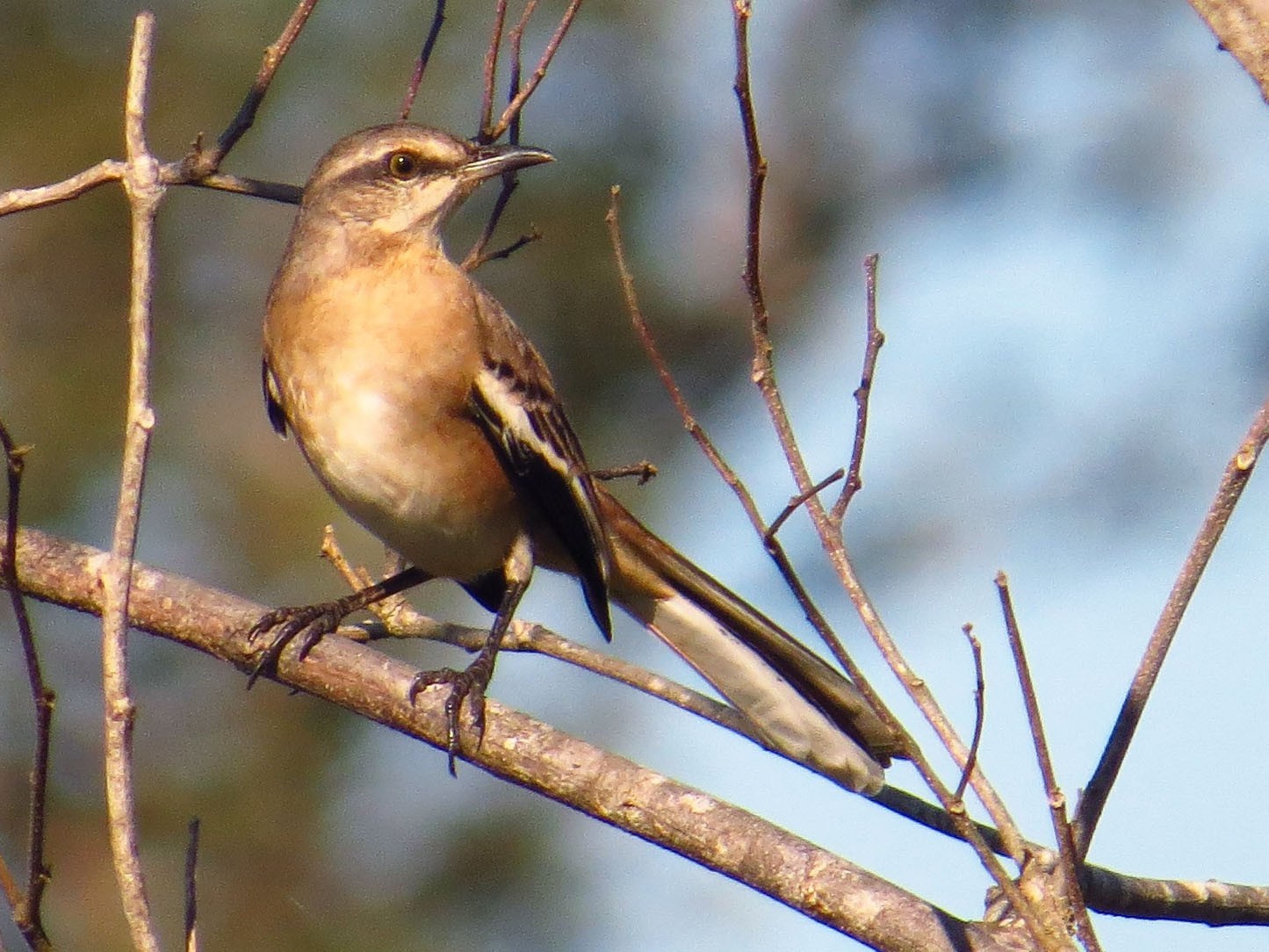 White-banded Mockingbird - eBird