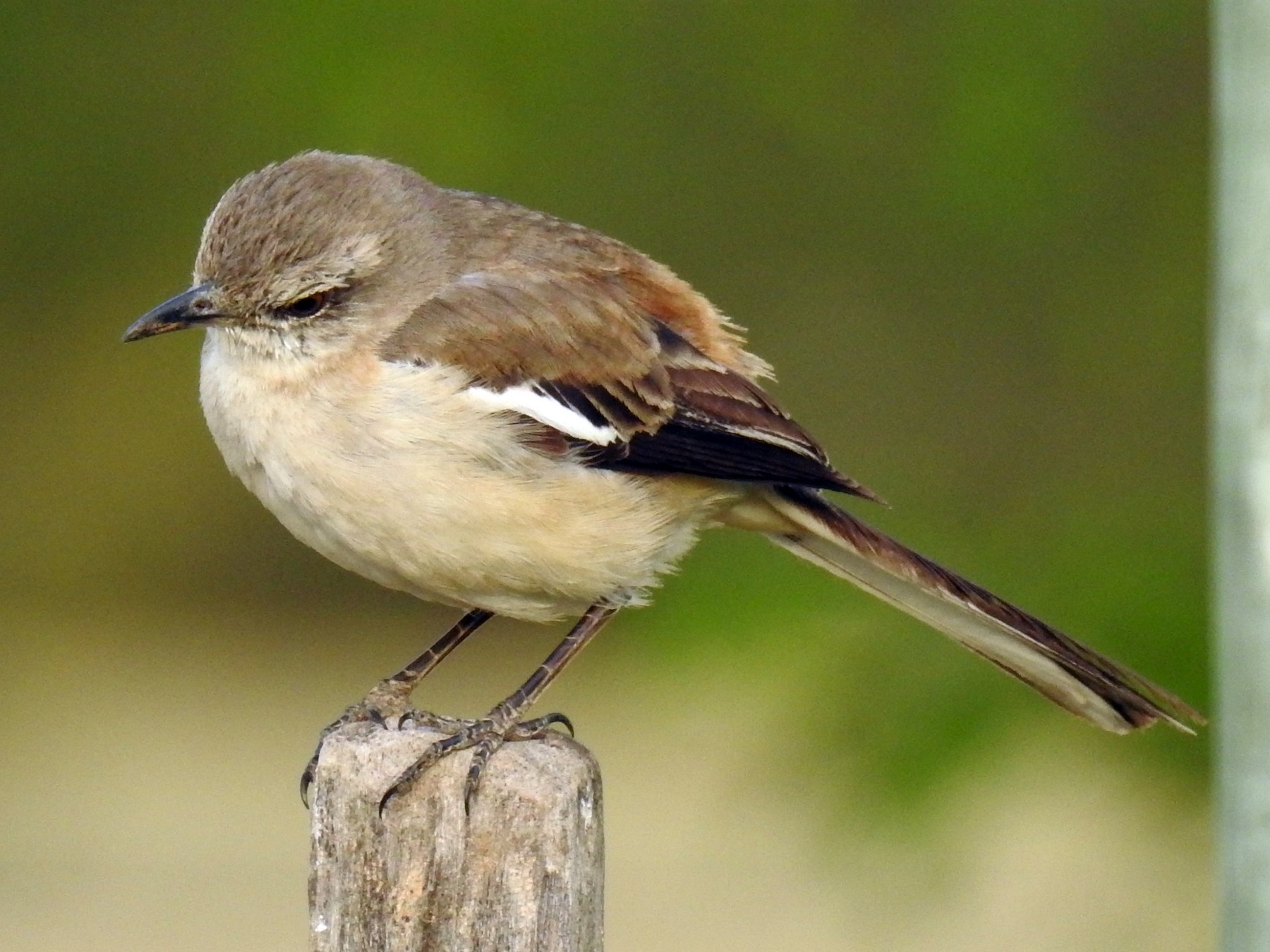 White-banded Mockingbird - eBird