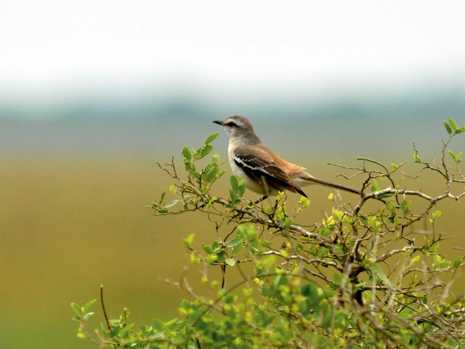White-banded Mockingbird - eBird