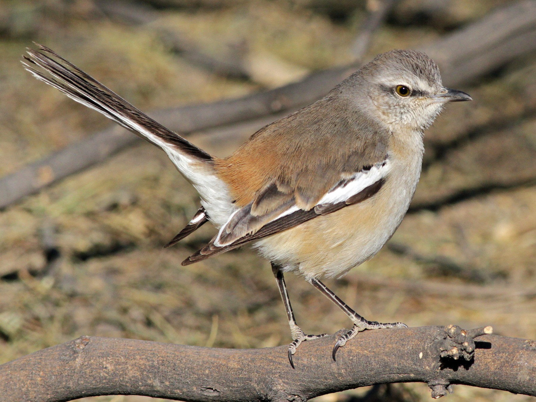 Mockingbird In Real Life