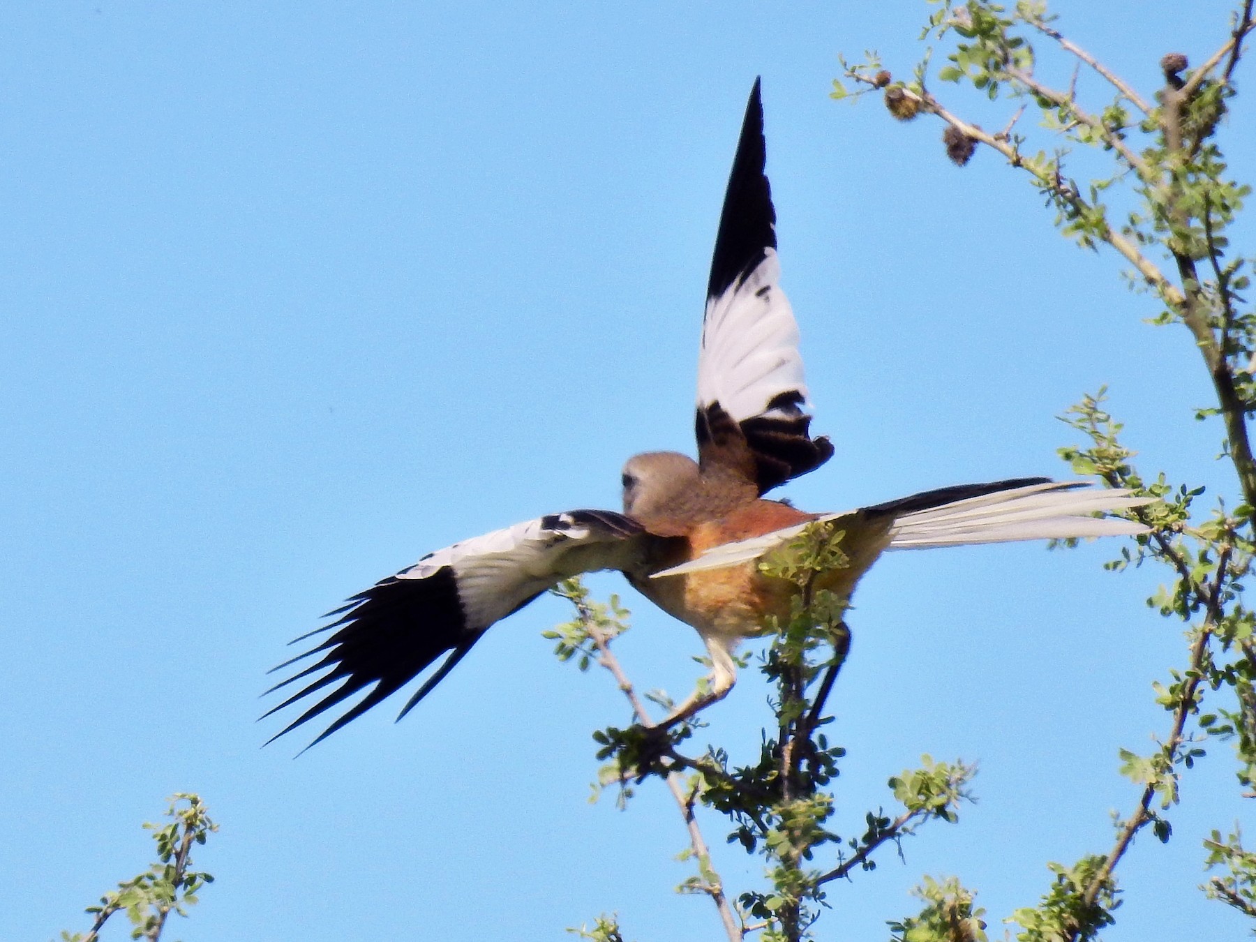 White-banded Mockingbird - eBird