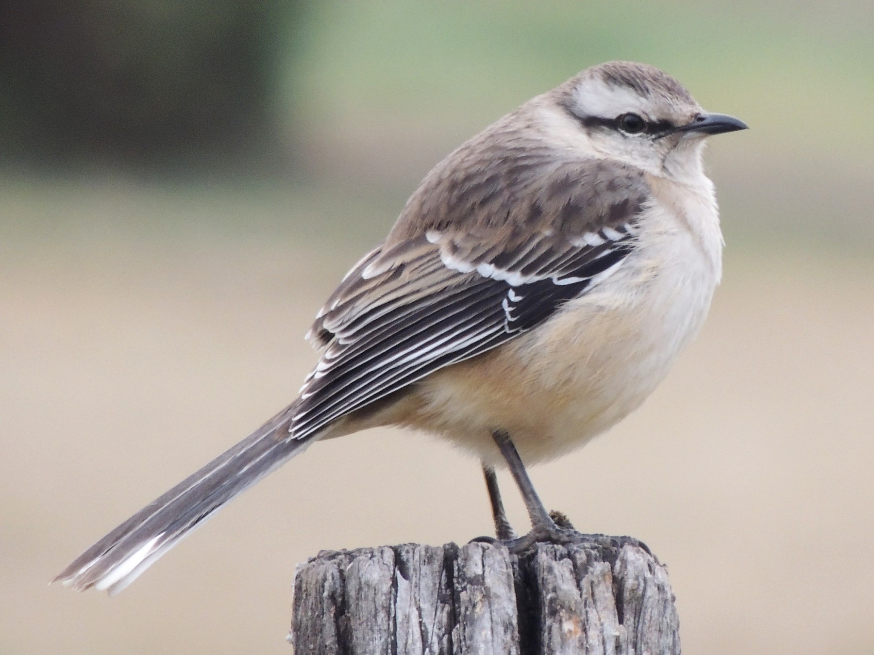 Sinsonte Calandria - eBird
